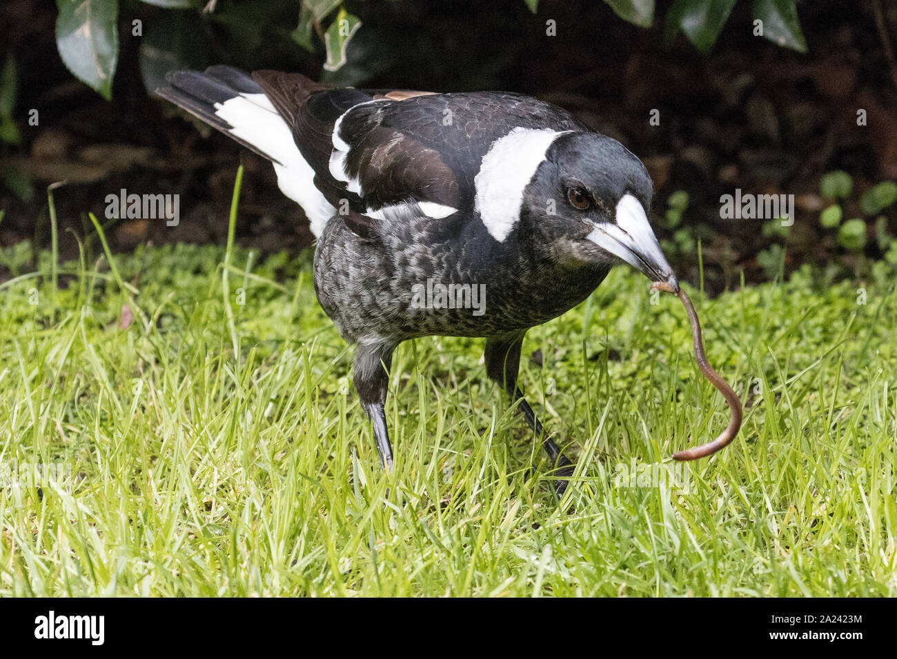 Australian magpie feeding hi-res stock photography and images - Alamy