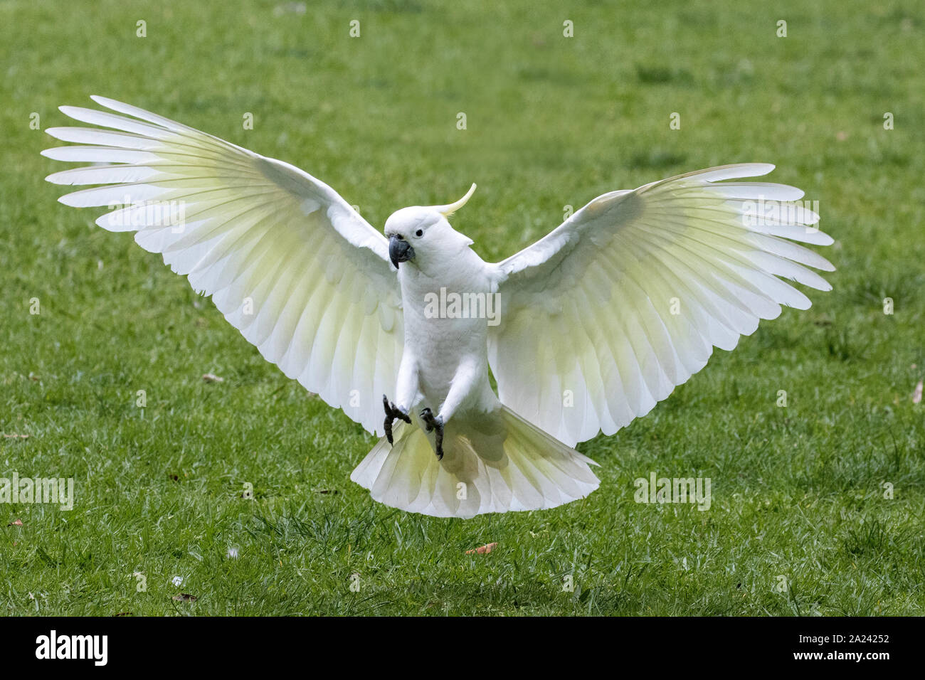 Sulphur-crested cockatoo in flight Stock Photo - Alamy