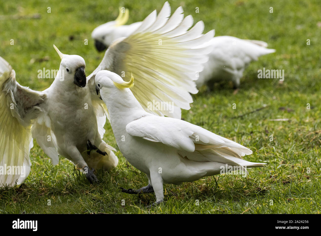 Sulphur crested cockatoos hi-res stock photography and images - Alamy