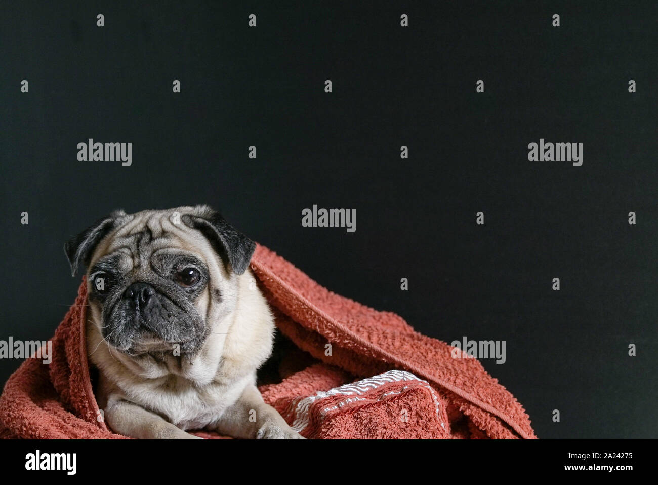 Cute pug dog lying in blanket on a pillow, posing for the camera Stock ...