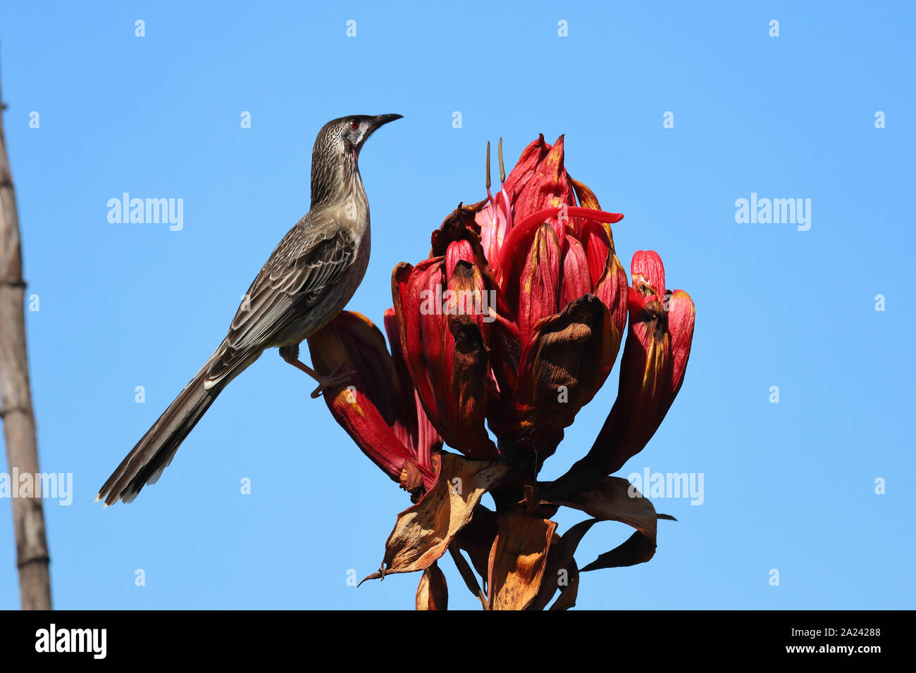 Litltle wattle bird hi-res stock photography and images - Alamy