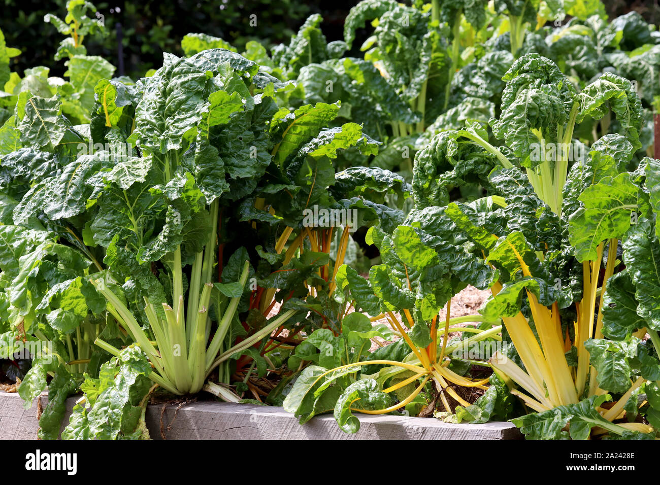 Silverbeet growing hi-res stock photography and images - Alamy