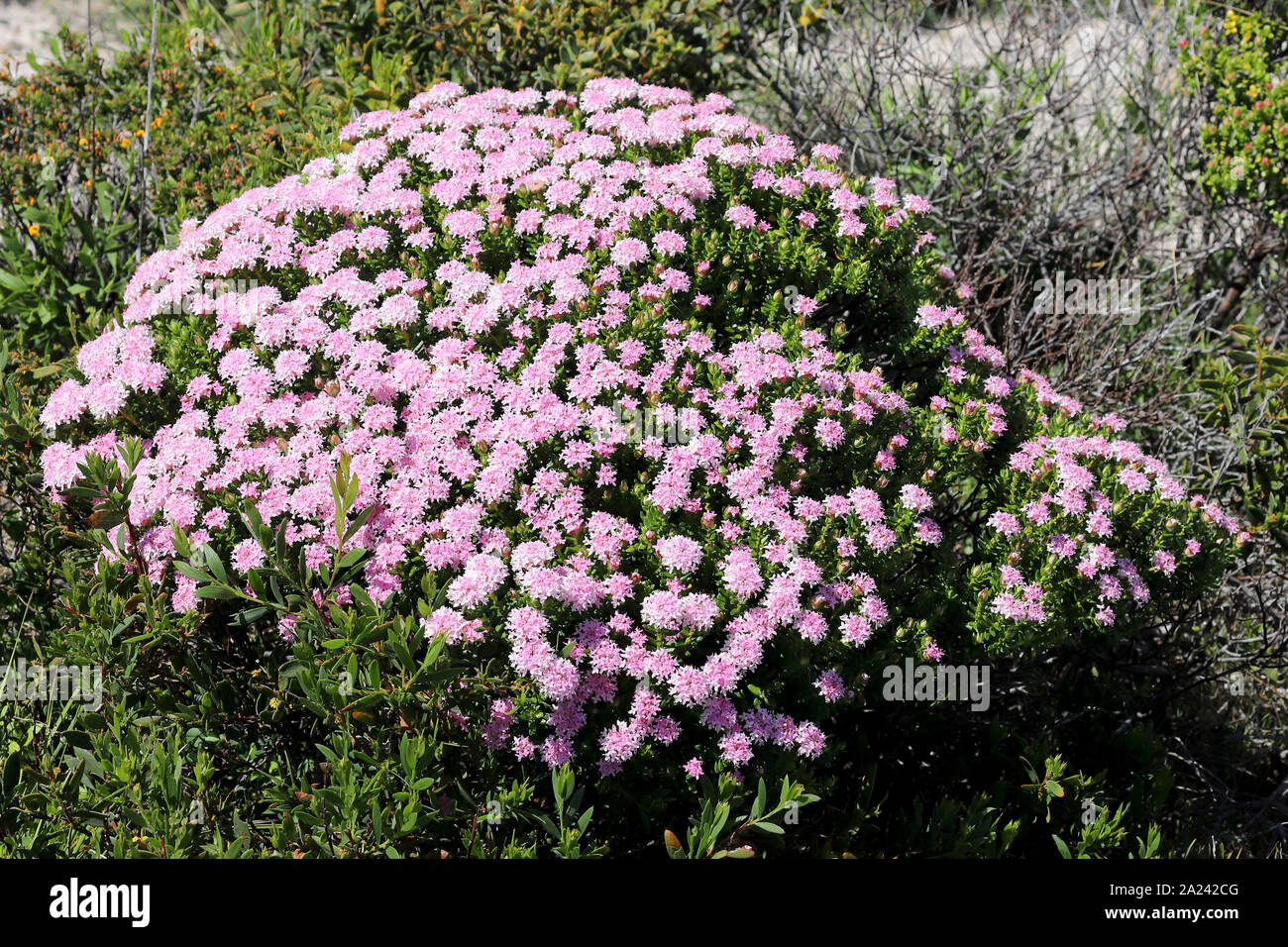 Pink Rice Flower of Western Australia Stock Photo - Alamy