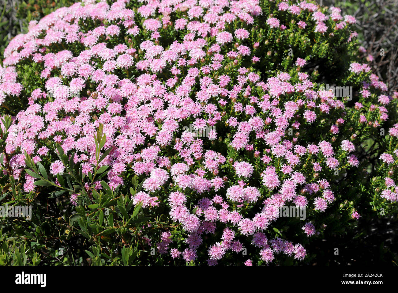 Pink Rice Flower of Western Australia Stock Photo - Alamy