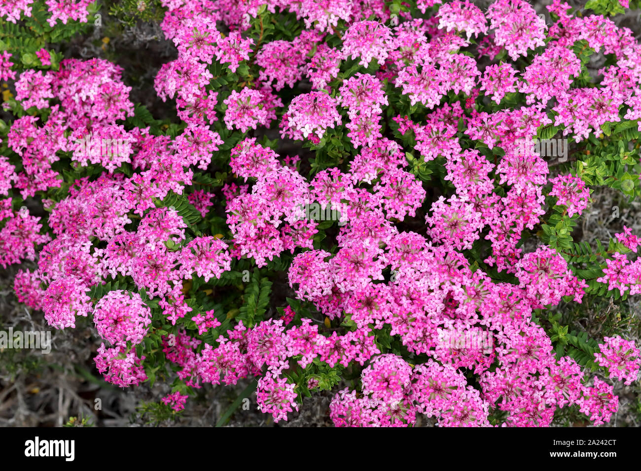 Pink Rice Flower of Western Australia Stock Photo - Alamy