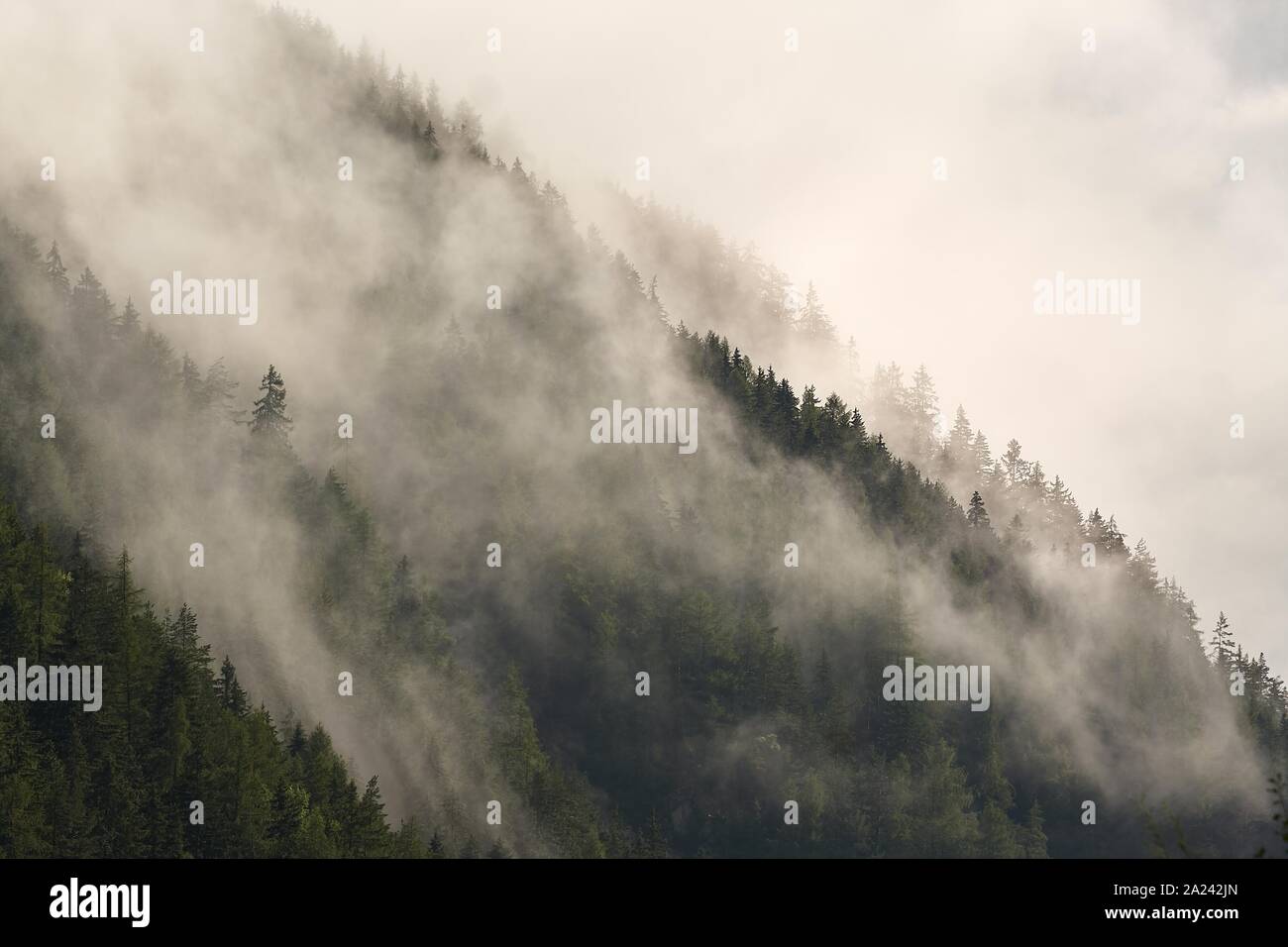 Slopes mountains coniferous trees hi-res stock photography and images ...
