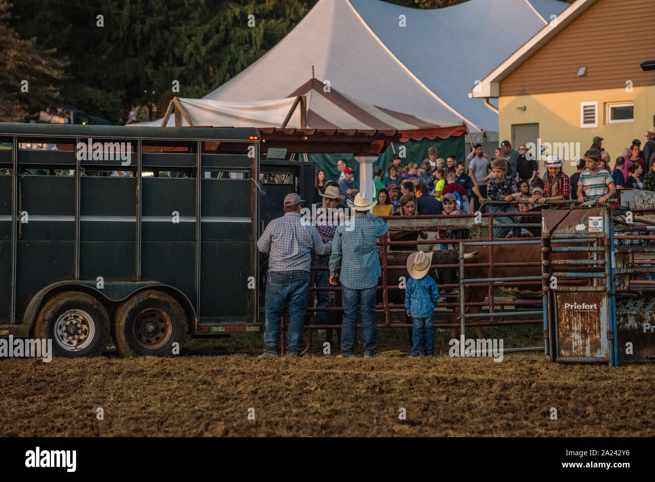 Country fair calf roping contest Stock Photo - Alamy