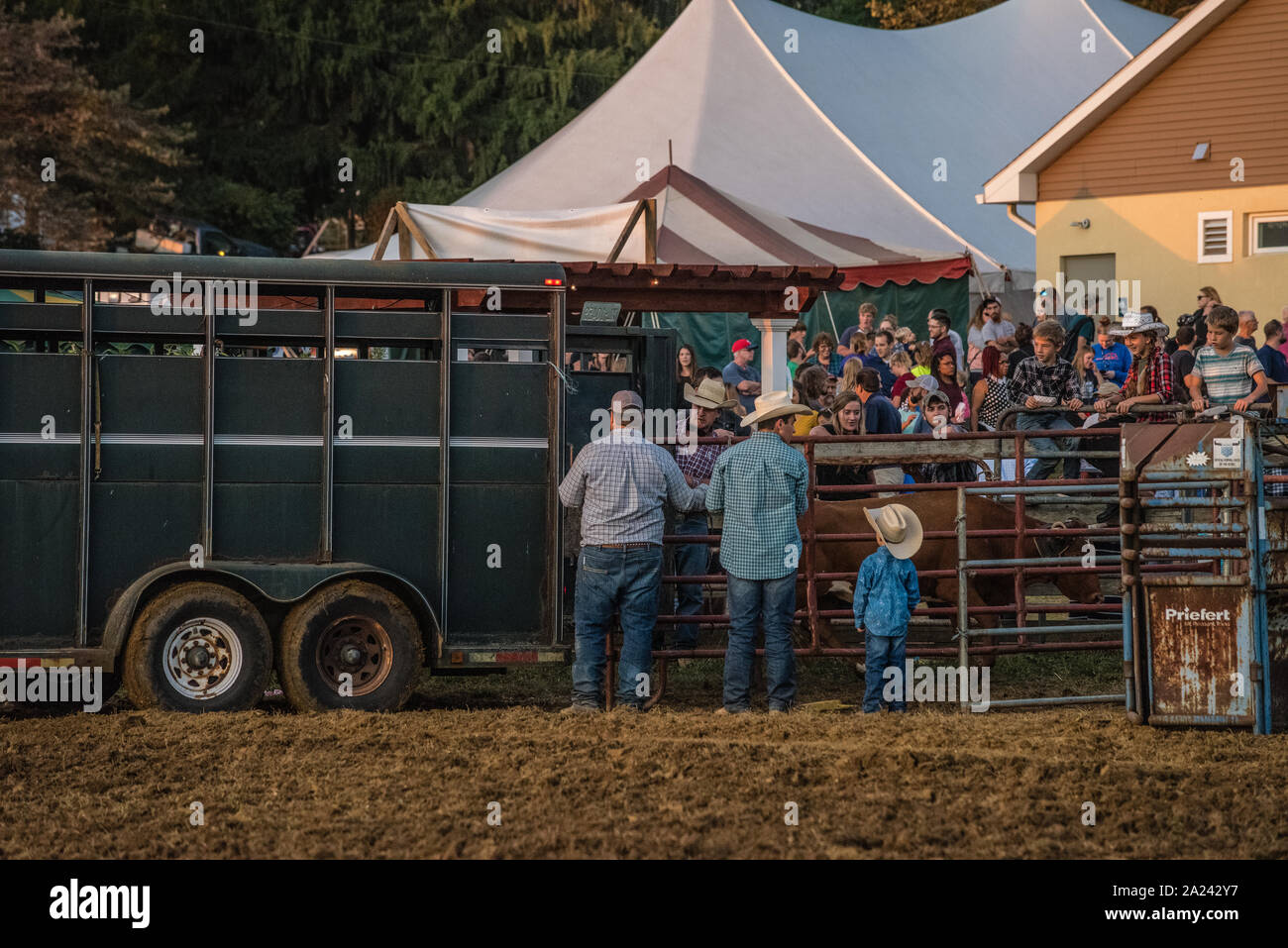 Country fair calf roping contest Stock Photo - Alamy