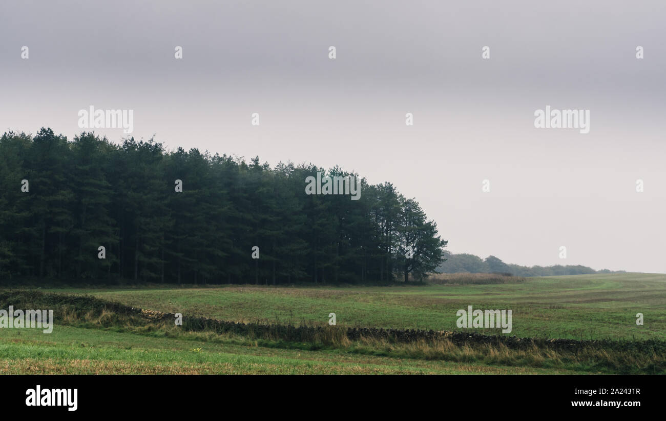 The edge of a forest surrounded by fields. On a moody, bleak autumn day ...
