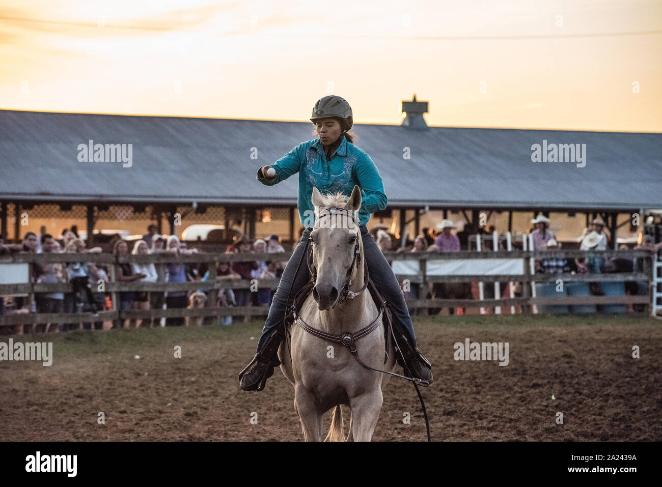 Country fair calf roping contest Stock Photo - Alamy