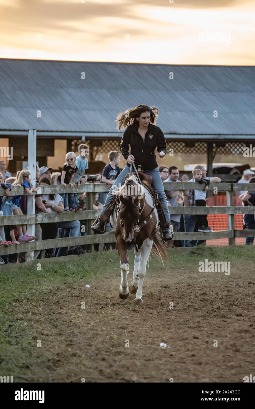 Country fair calf roping contest Stock Photo - Alamy