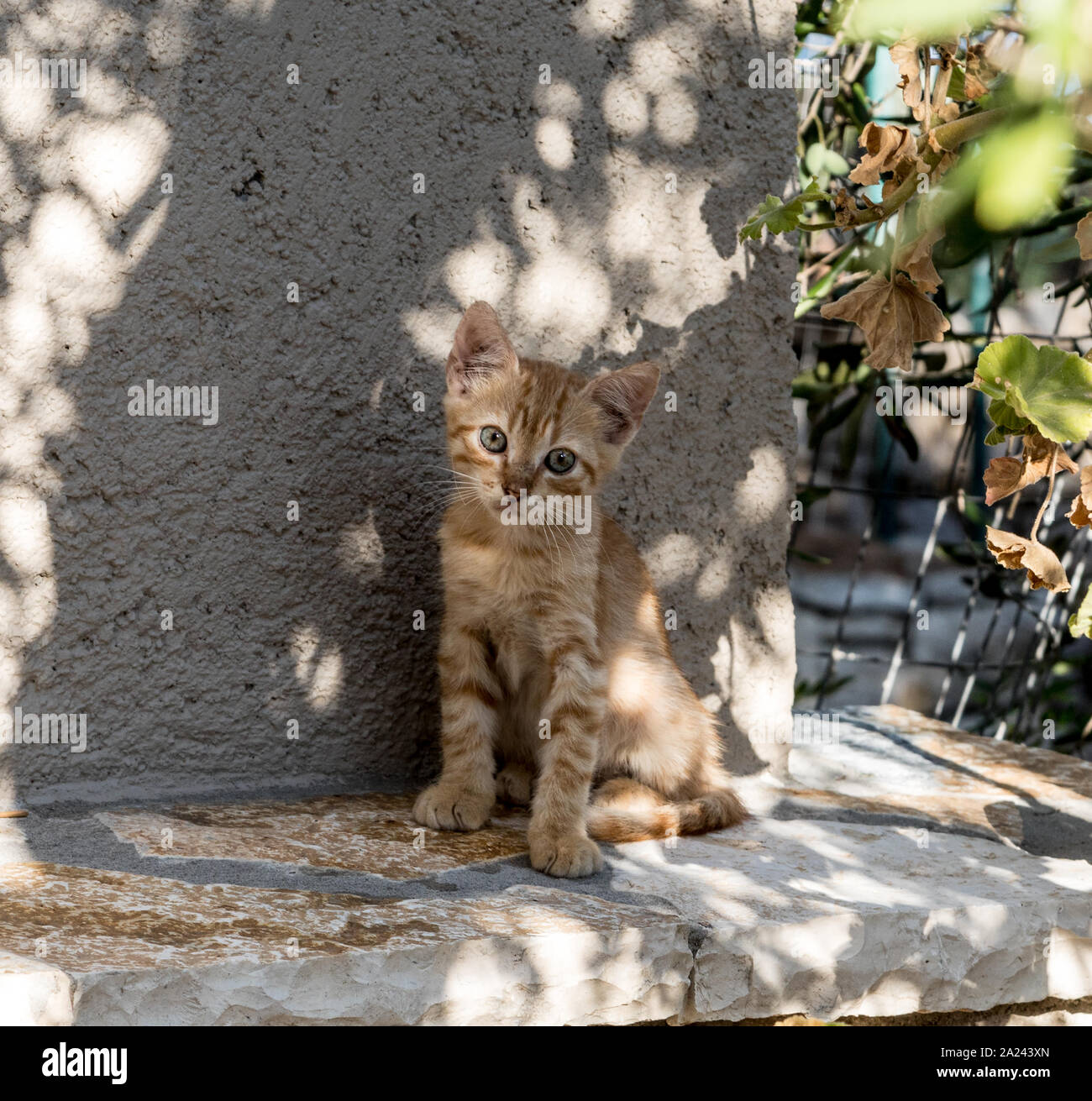 Kittens in greece hi-res stock photography and images - Alamy