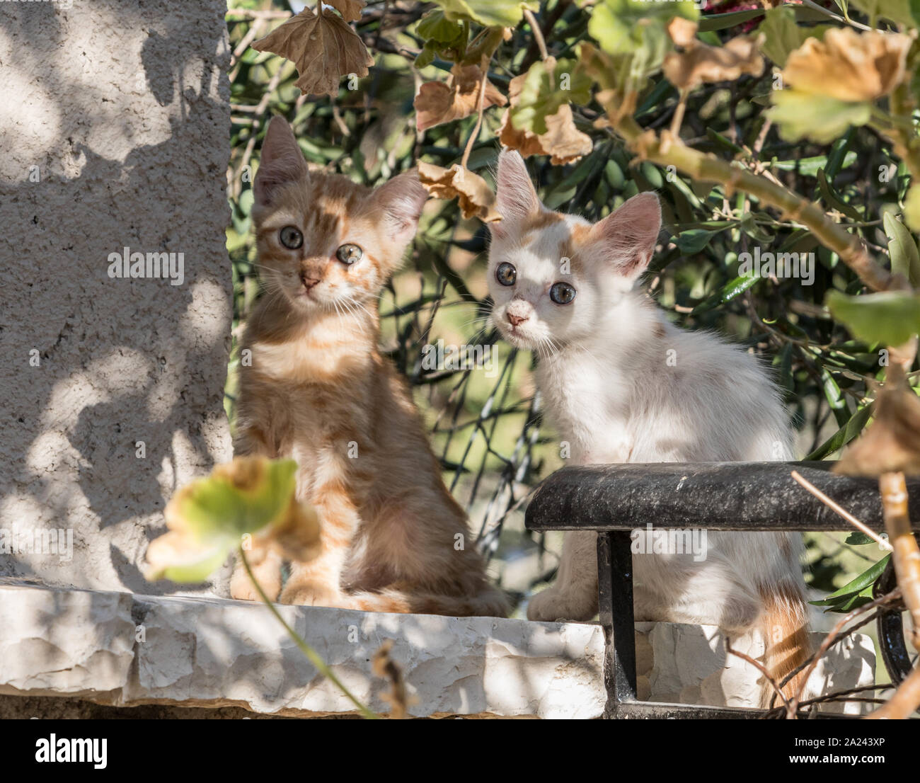 Kittens in greece hi-res stock photography and images - Alamy