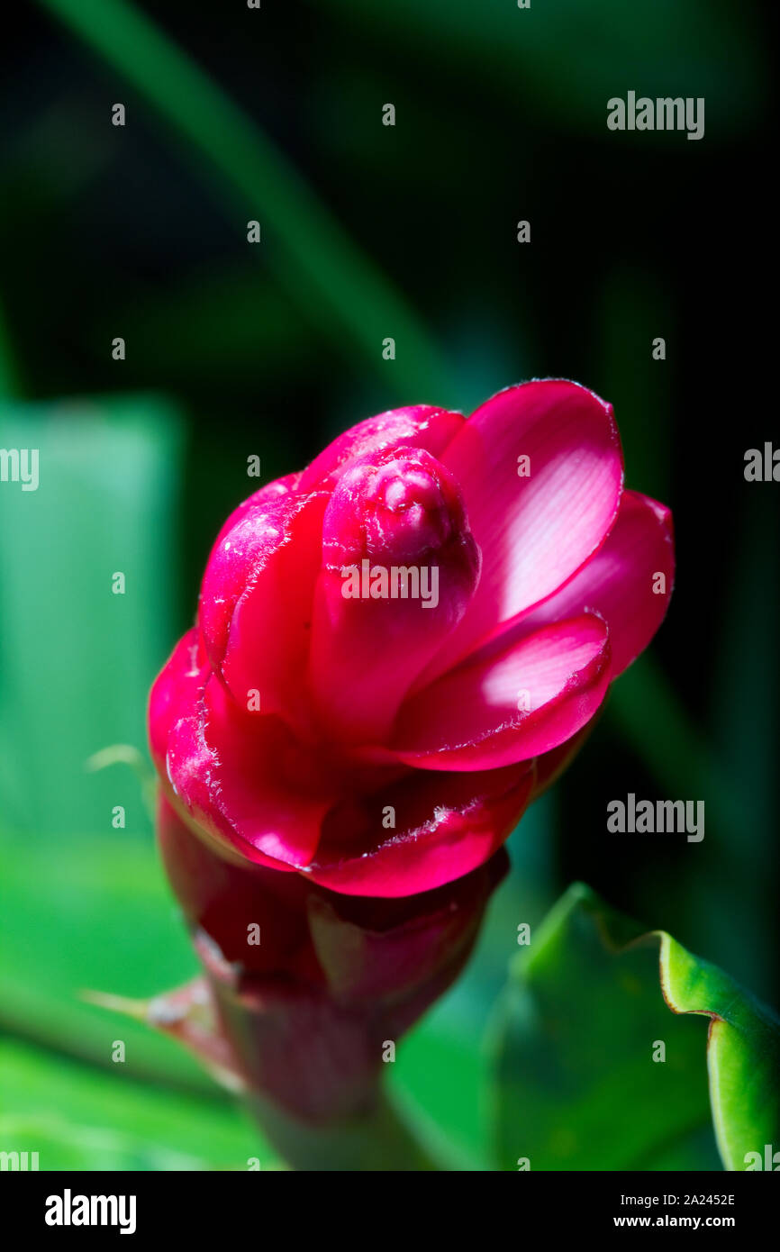 Ginger garden singapore hi-res stock photography and images - Alamy