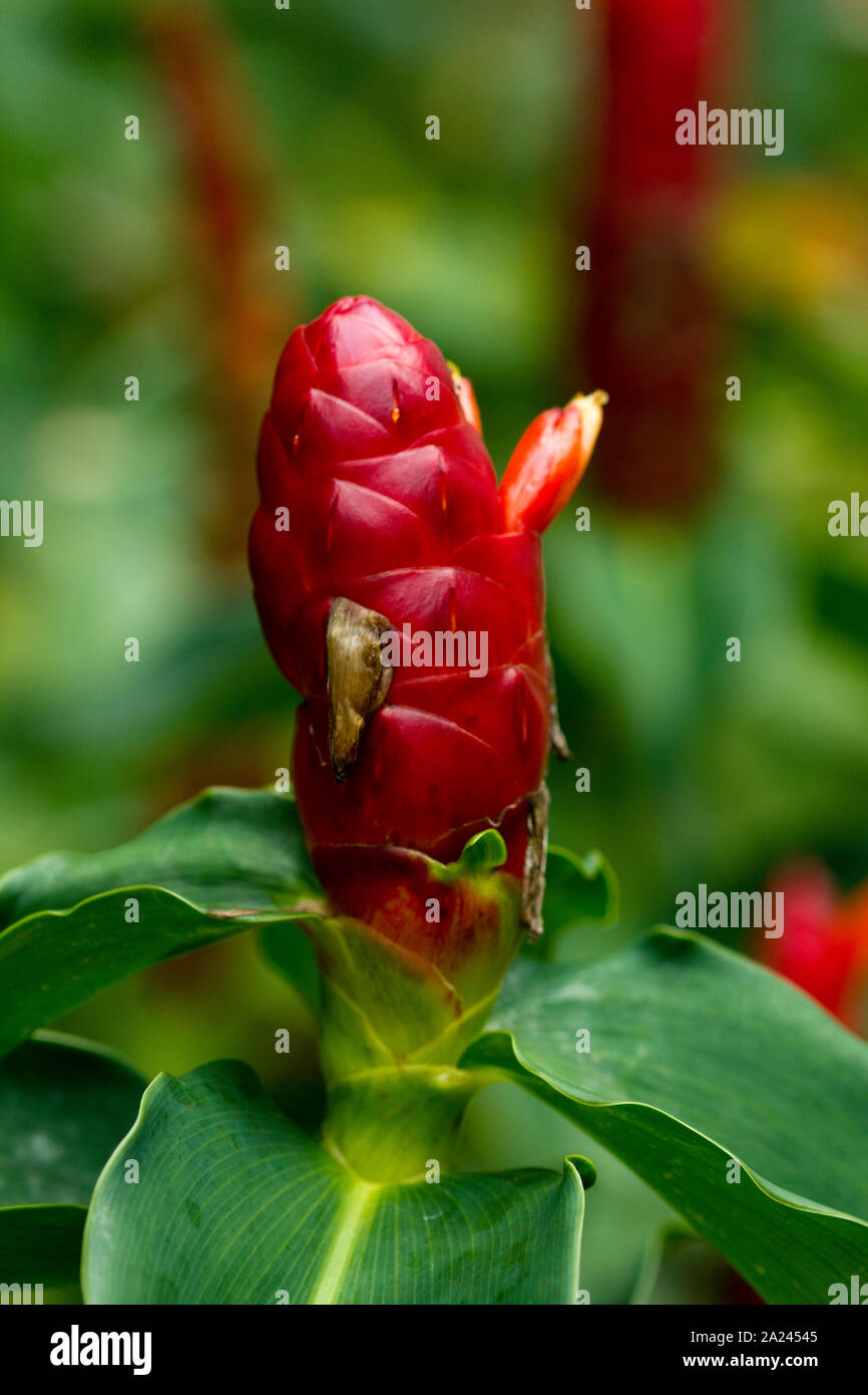 Ginger garden singapore hi-res stock photography and images - Alamy