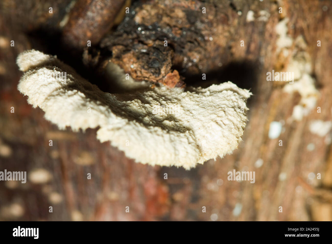 wild fungi or mushroom emerged from dead tree trunk Stock Photo - Alamy