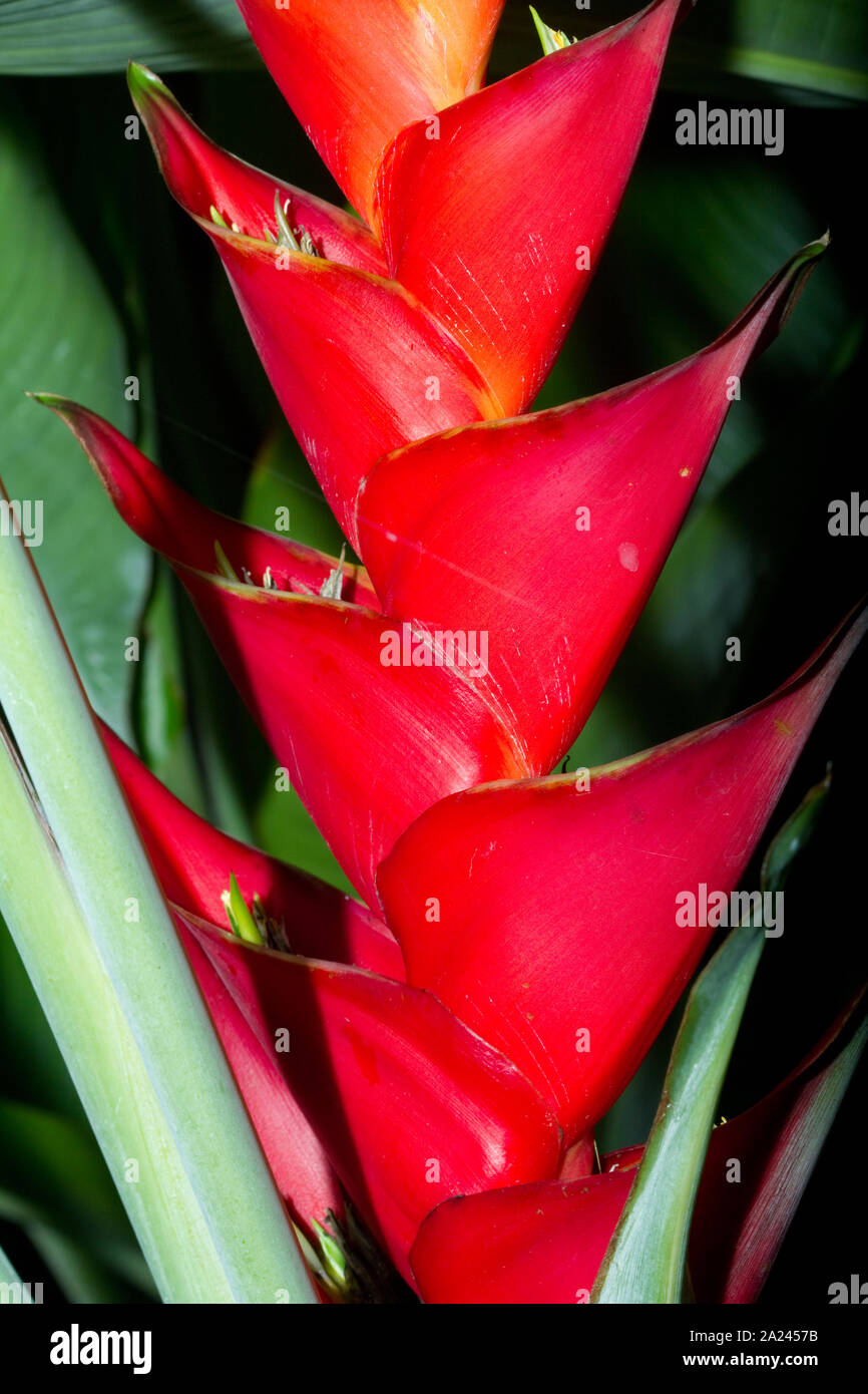 Red heliconia hi-res stock photography and images - Alamy