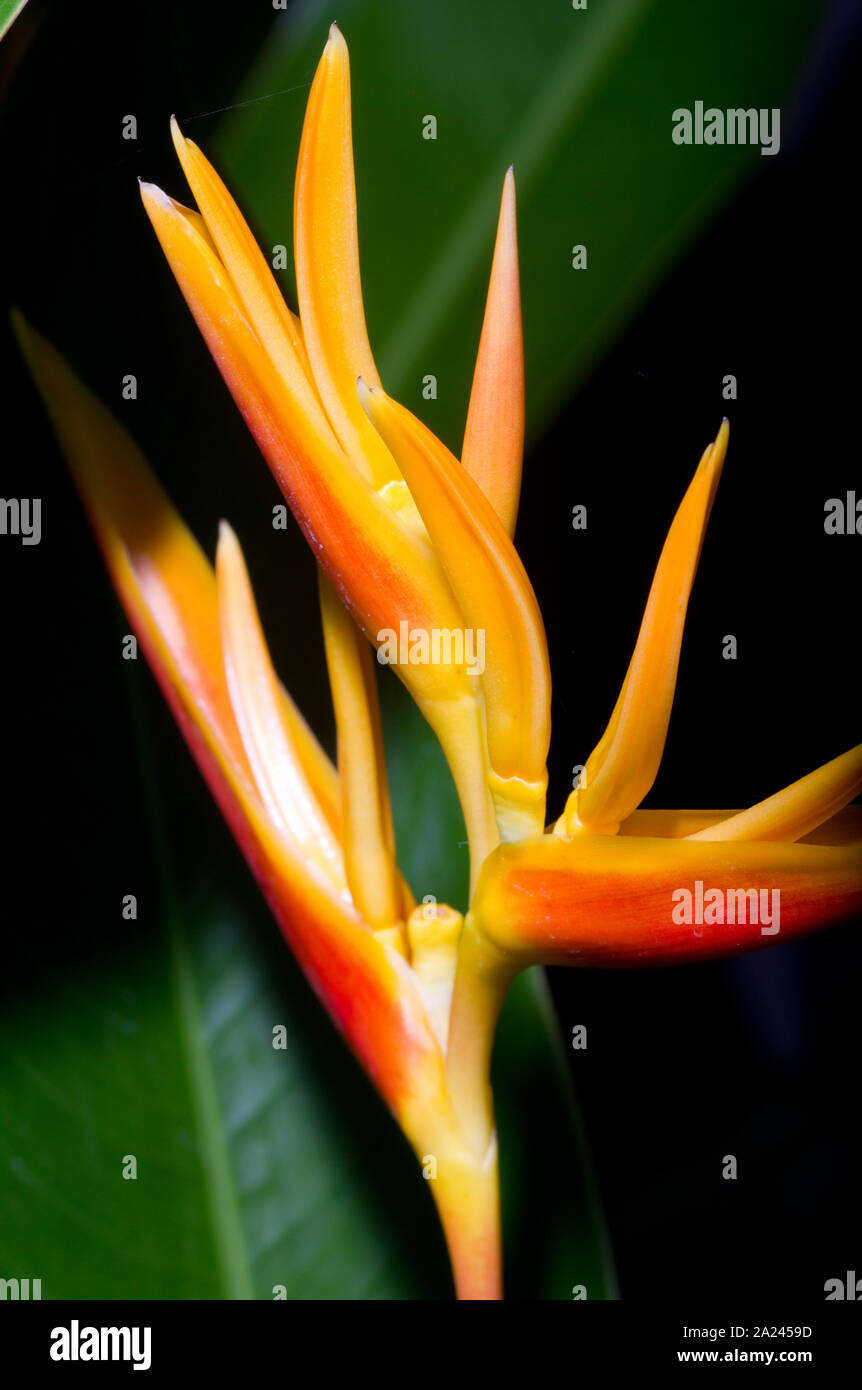 yellow heliconia flower in close up shot Stock Photo - Alamy