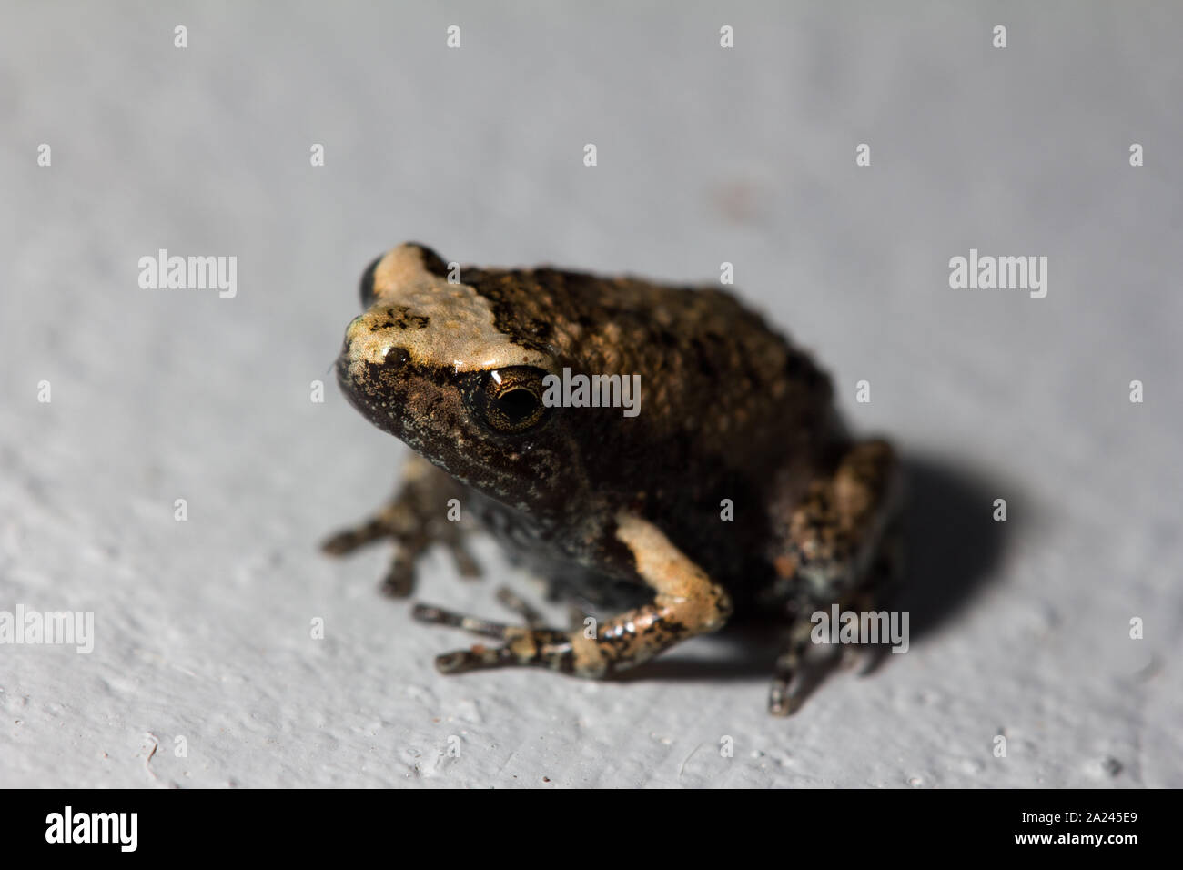 little brown frog on cement flooring at night Stock Photo - Alamy
