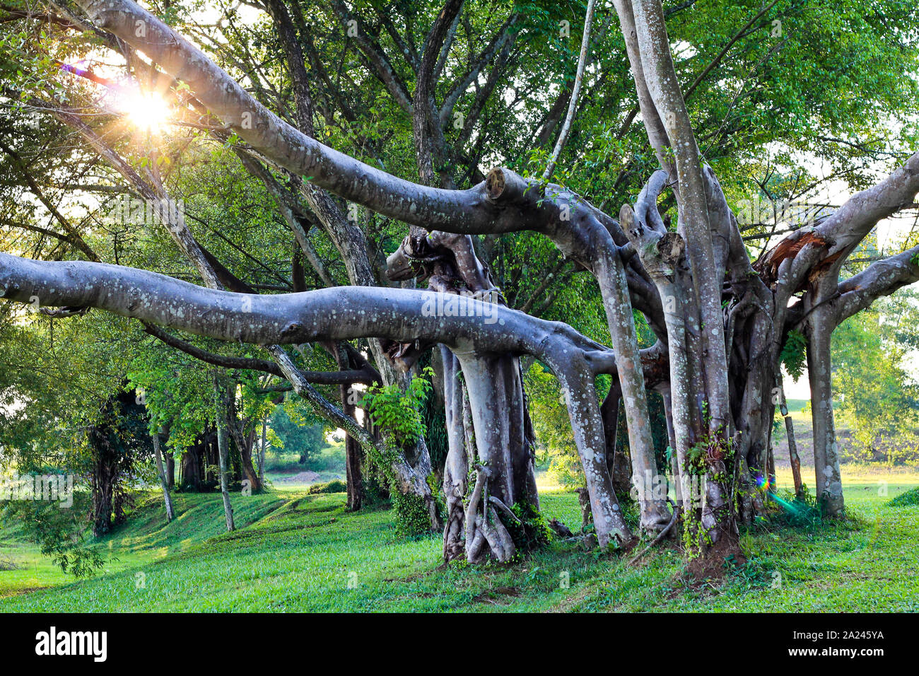 Image of an old tree with evening sun peeking trough its branch Stock ...