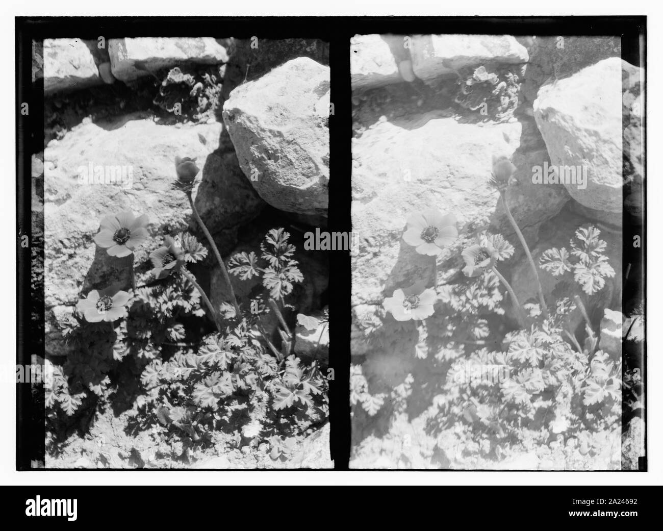 Palestine gaza map hi-res stock photography and images - Alamy