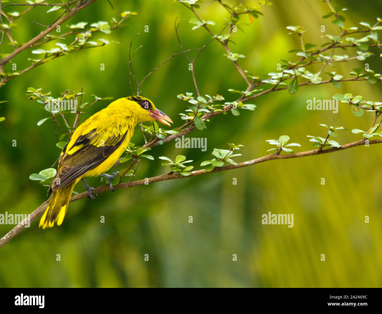 Black-naped oriole bird looking for food in the morning sun. The black ...