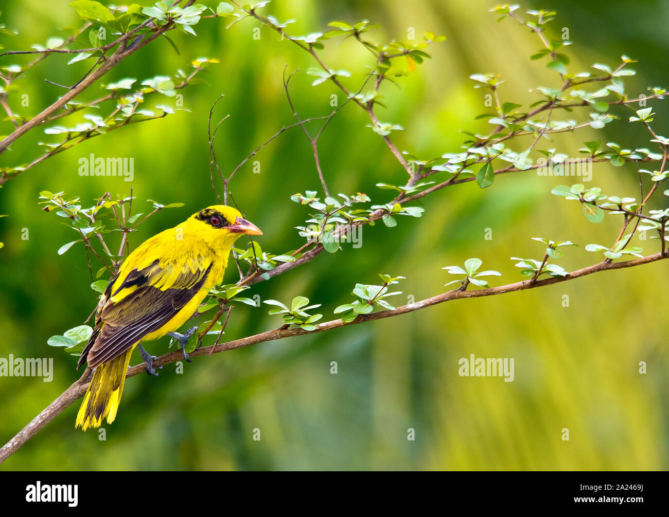 Black-naped oriole bird looking for food in the morning sun. The black ...