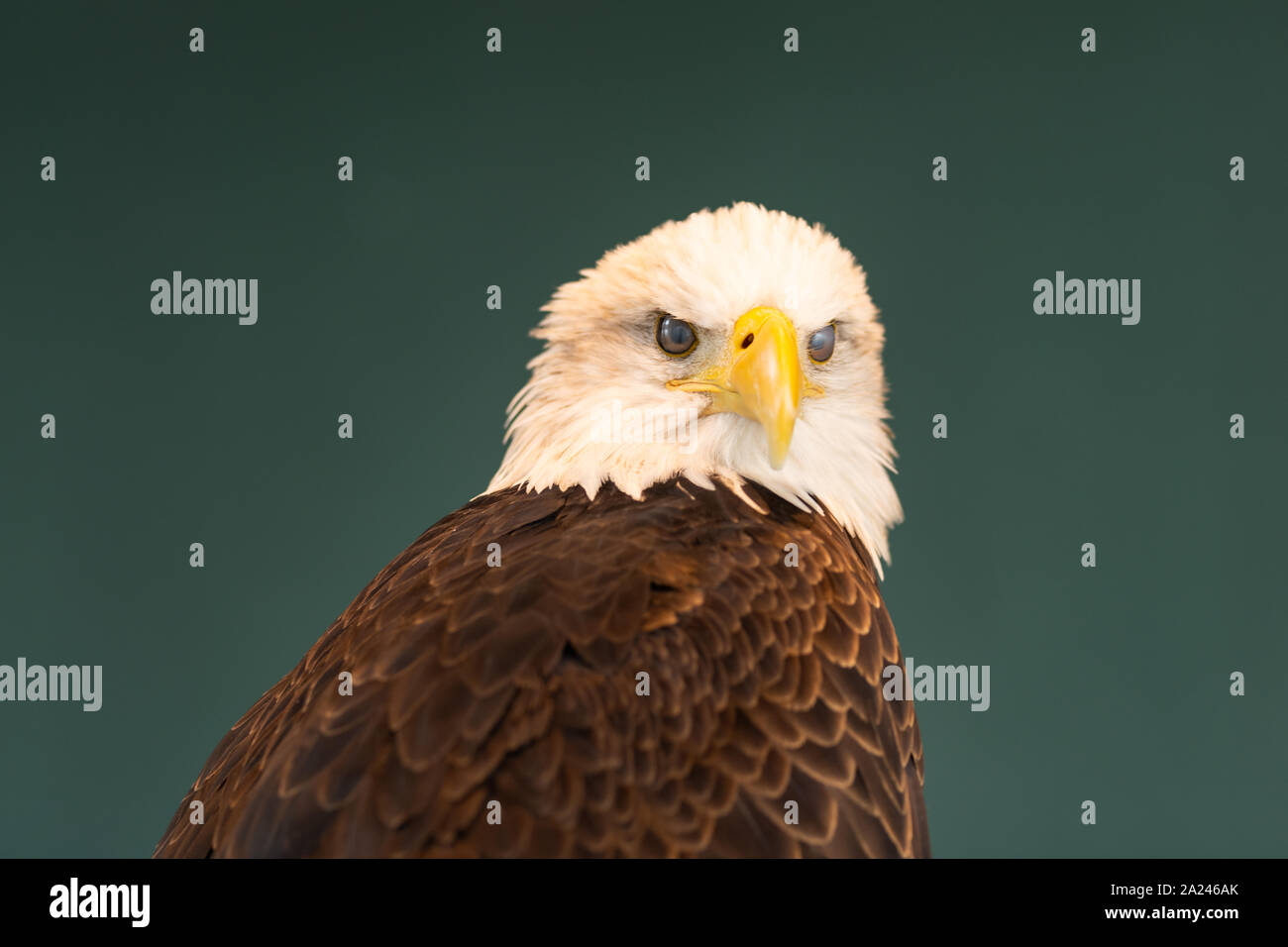 Portrait of a bald eagle blinking, showing the inner eyelid Stock Photo ...