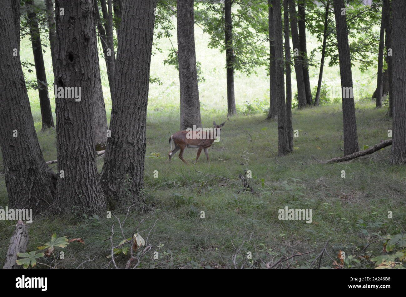 Summertime in Upstate New York: A Deer in the Woods in Saratoga ...