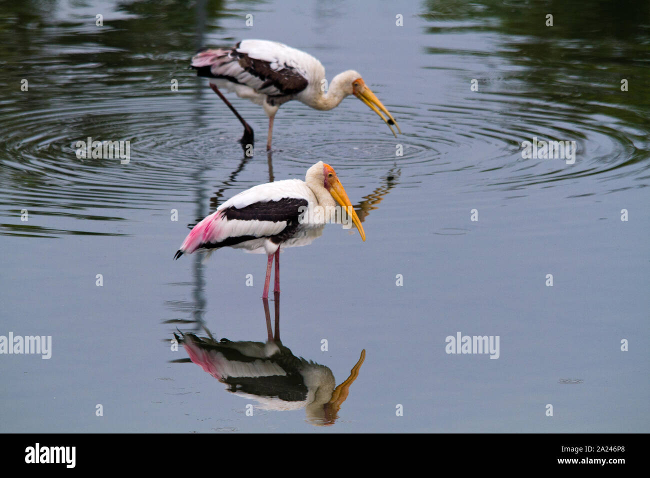 painted storks (Mycteria leucocephala) fishing in a muddy water of a ...