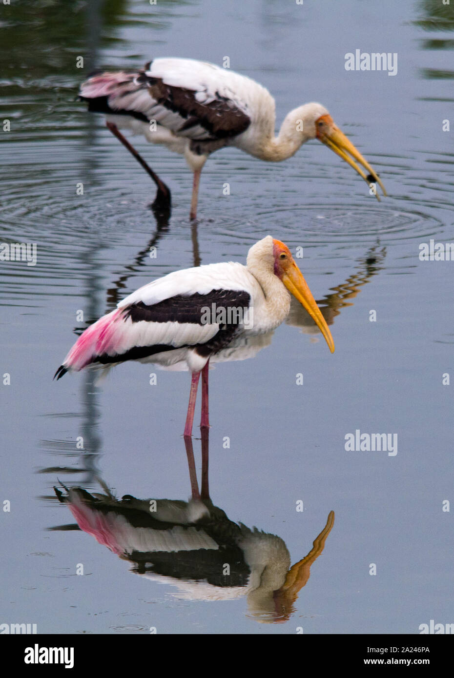 painted storks (Mycteria leucocephala) fishing in a muddy water of a ...