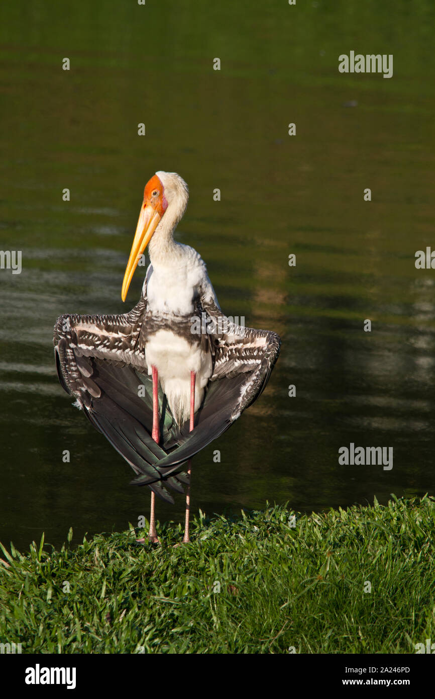 painted storks (Mycteria leucocephala) fishing in a muddy water of a ...