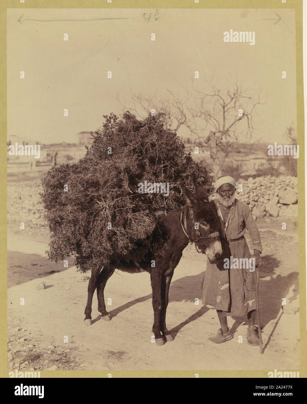 Palestine, transportation, donkey carrying load of roots and twigs for ...