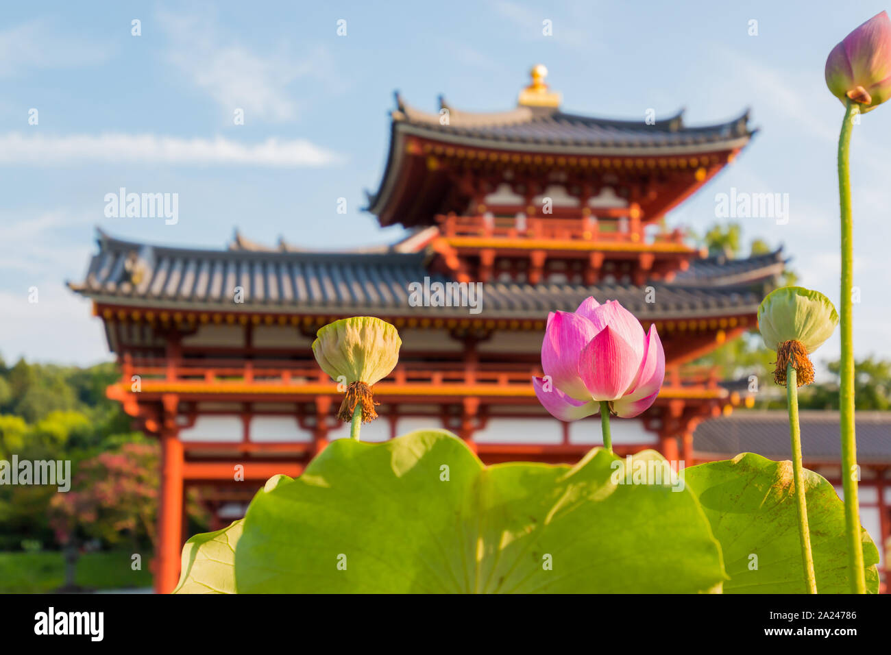 Hidden Lotus In Japanese at Eldon Berthold blog