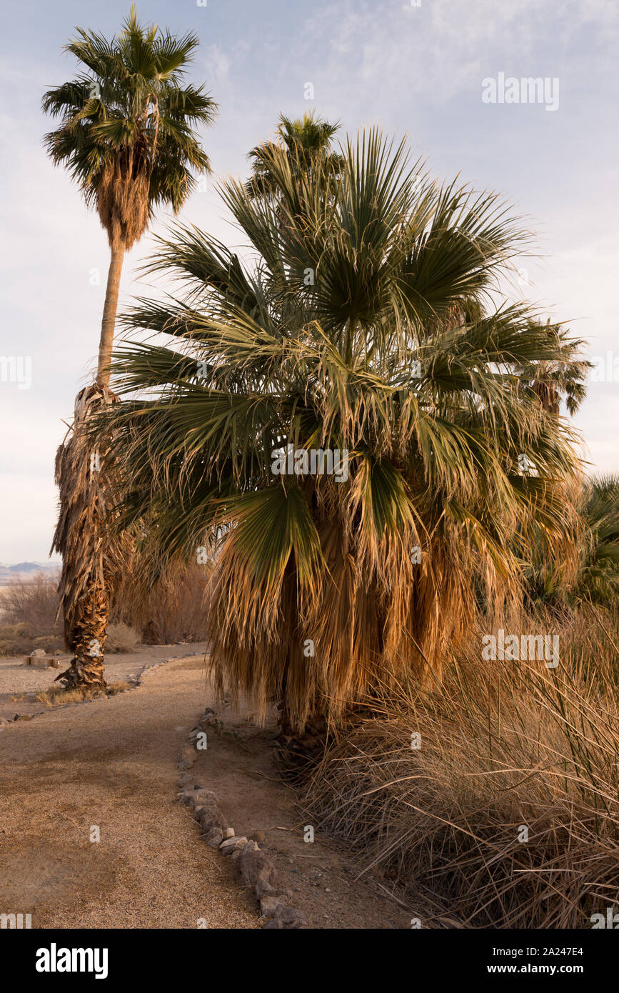 Palm trees at the Desert Studies Center at the tiny settlement of Zzyzx ...