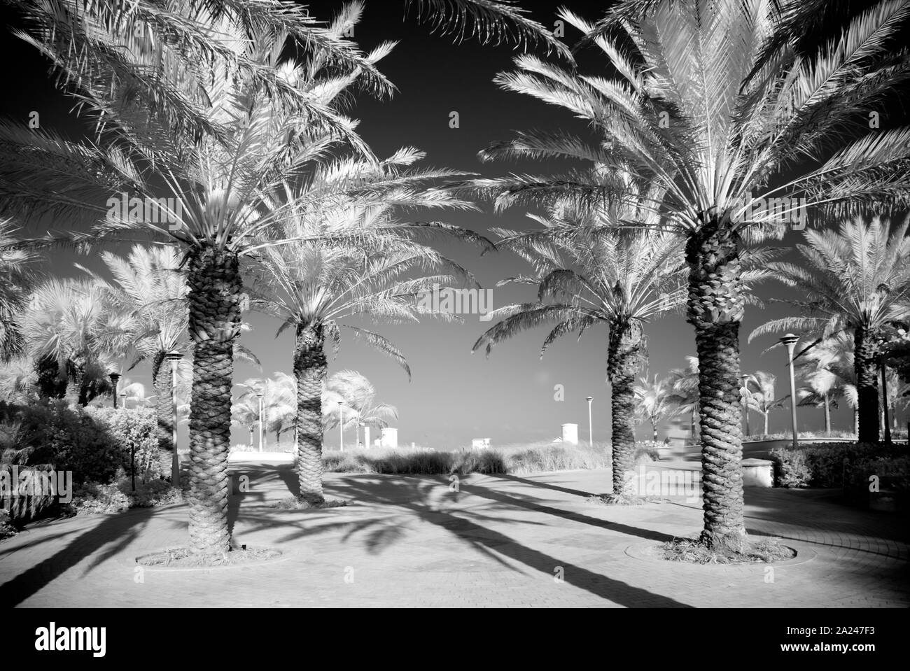 Palm trees, Miami, Florida Stock Photo - Alamy