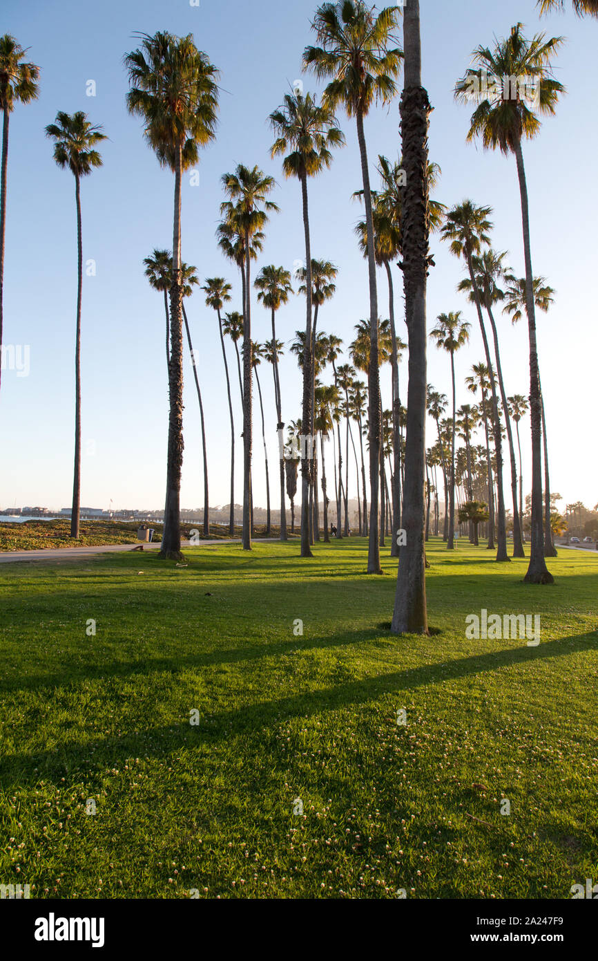 Palm trees on along the coast in Santa Barbara, California Stock Photo ...