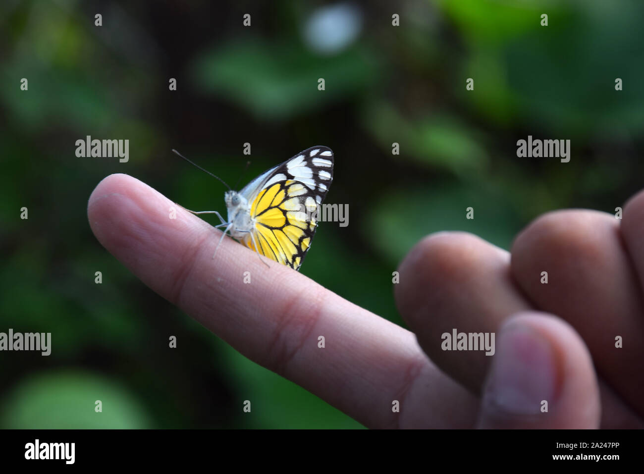 Butterfly on hand in jungle the beauty of nature Stock Photo - Alamy