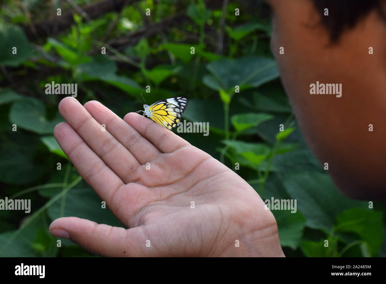 Butterfly on hand in jungle the beauty of nature Stock Photo - Alamy