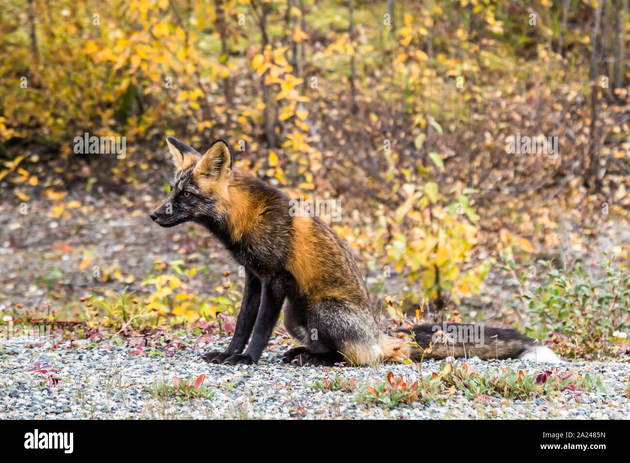 A young red fox sits on the ground among brush golden yellow with ...