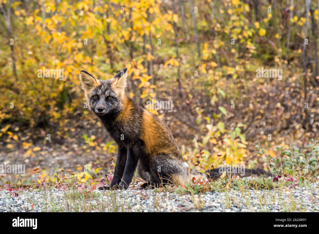 Small cute kit fox looking toward the camera. He is in northern Canada ...