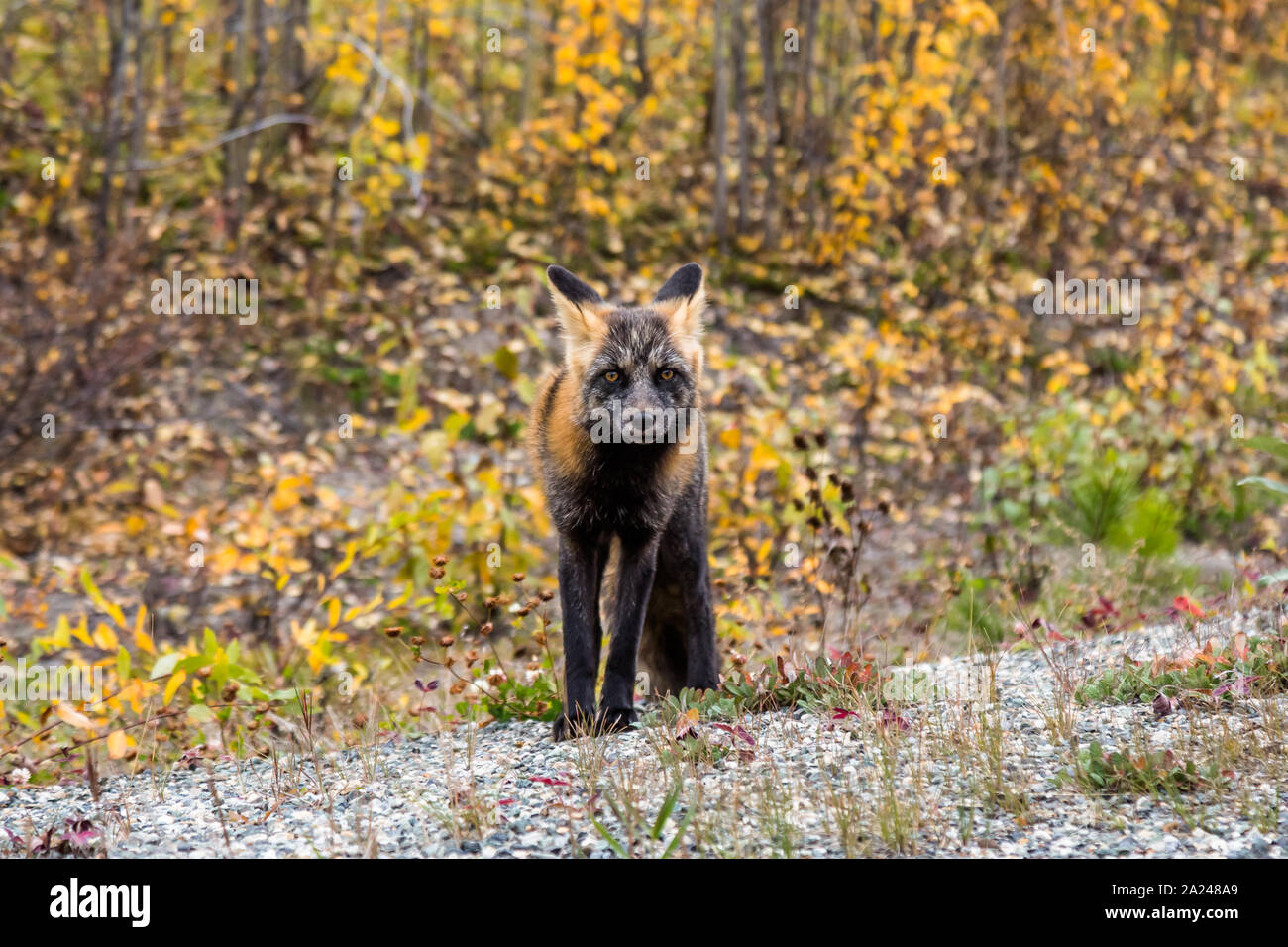 A small fox of the Cross Fox subspecies related to a red fox. He stares ...