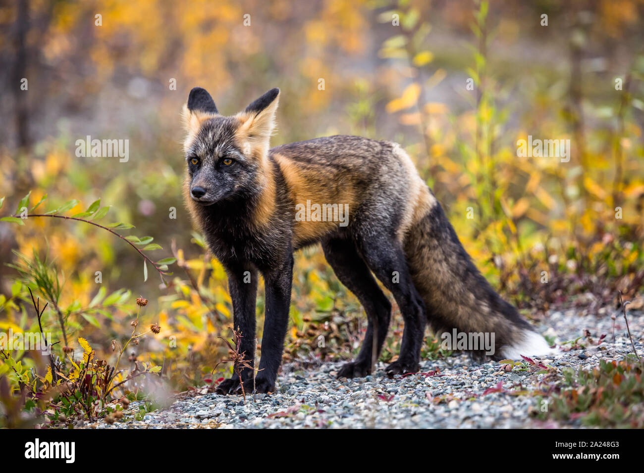 Scared red fox standing among autumn foliage in far northern British ...