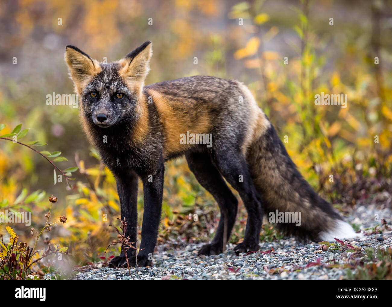 Wild fox looking into the camera. Behind him leaves turn to gold in ...