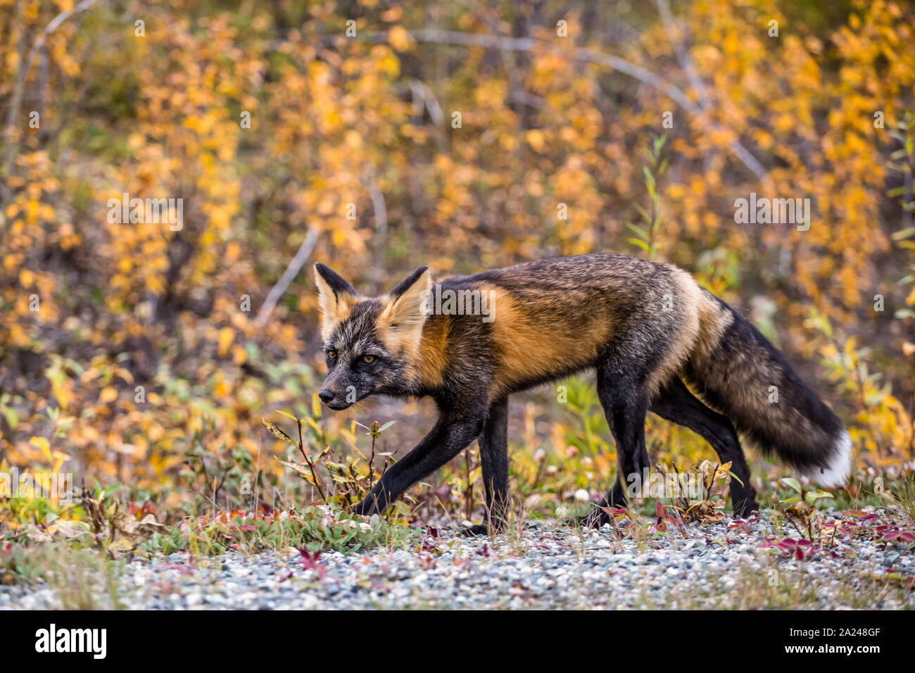 Sly fox hi-res stock photography and images - Alamy