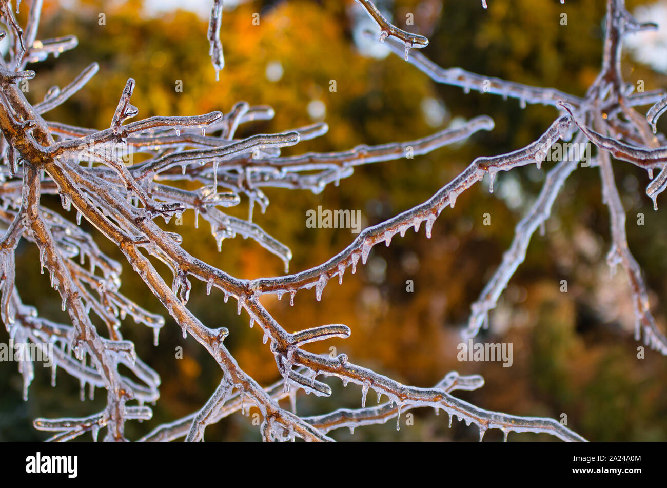 Ice Covered Tree Branches