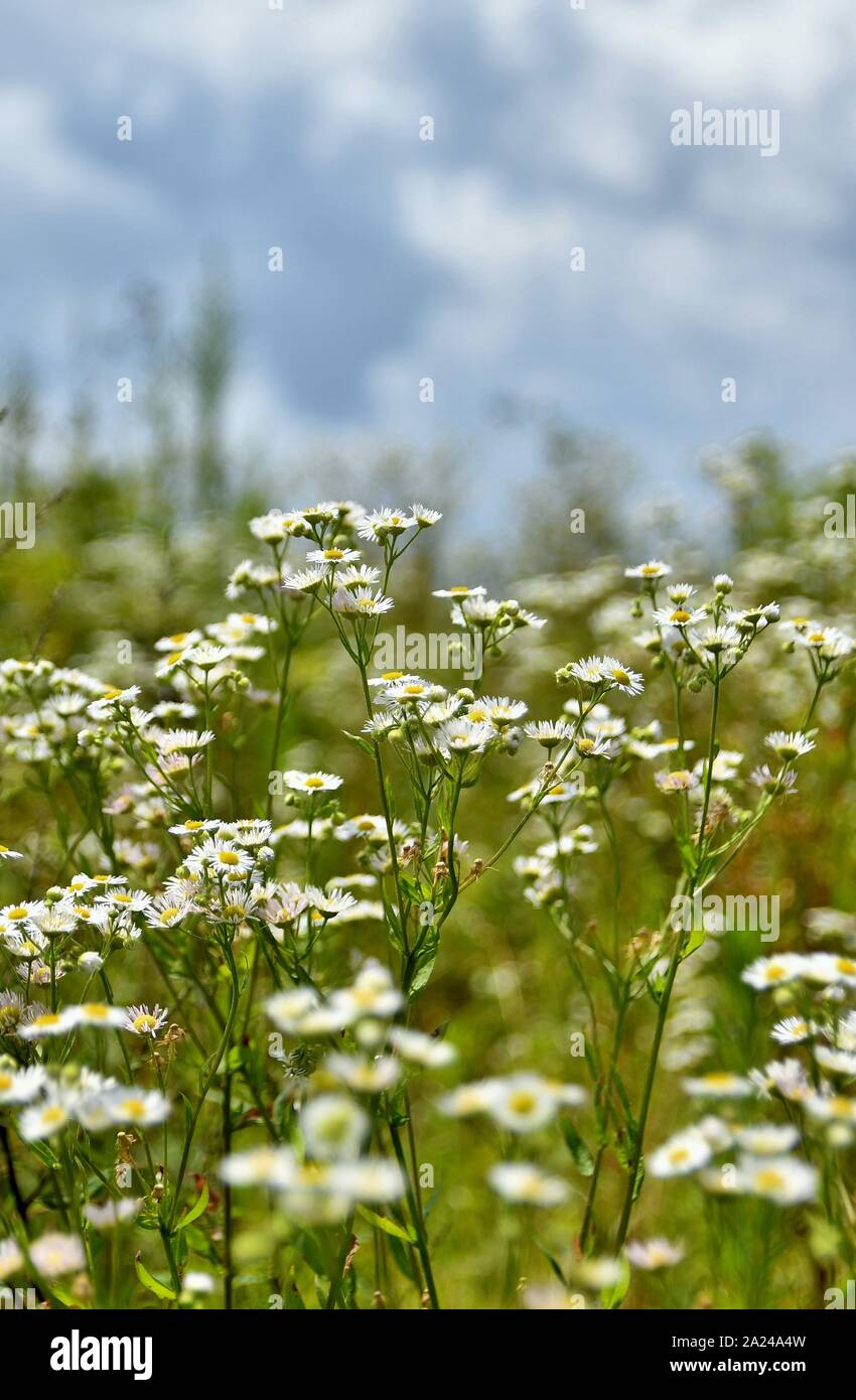 Cloudy white flowers hi-res stock photography and images - Alamy