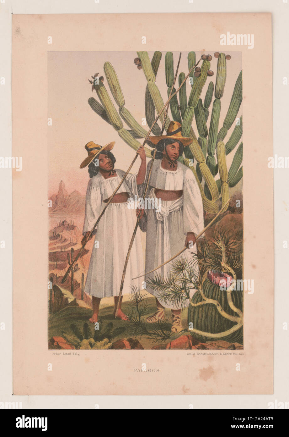 Papagos High Resolution Stock Photography and Images - Alamy