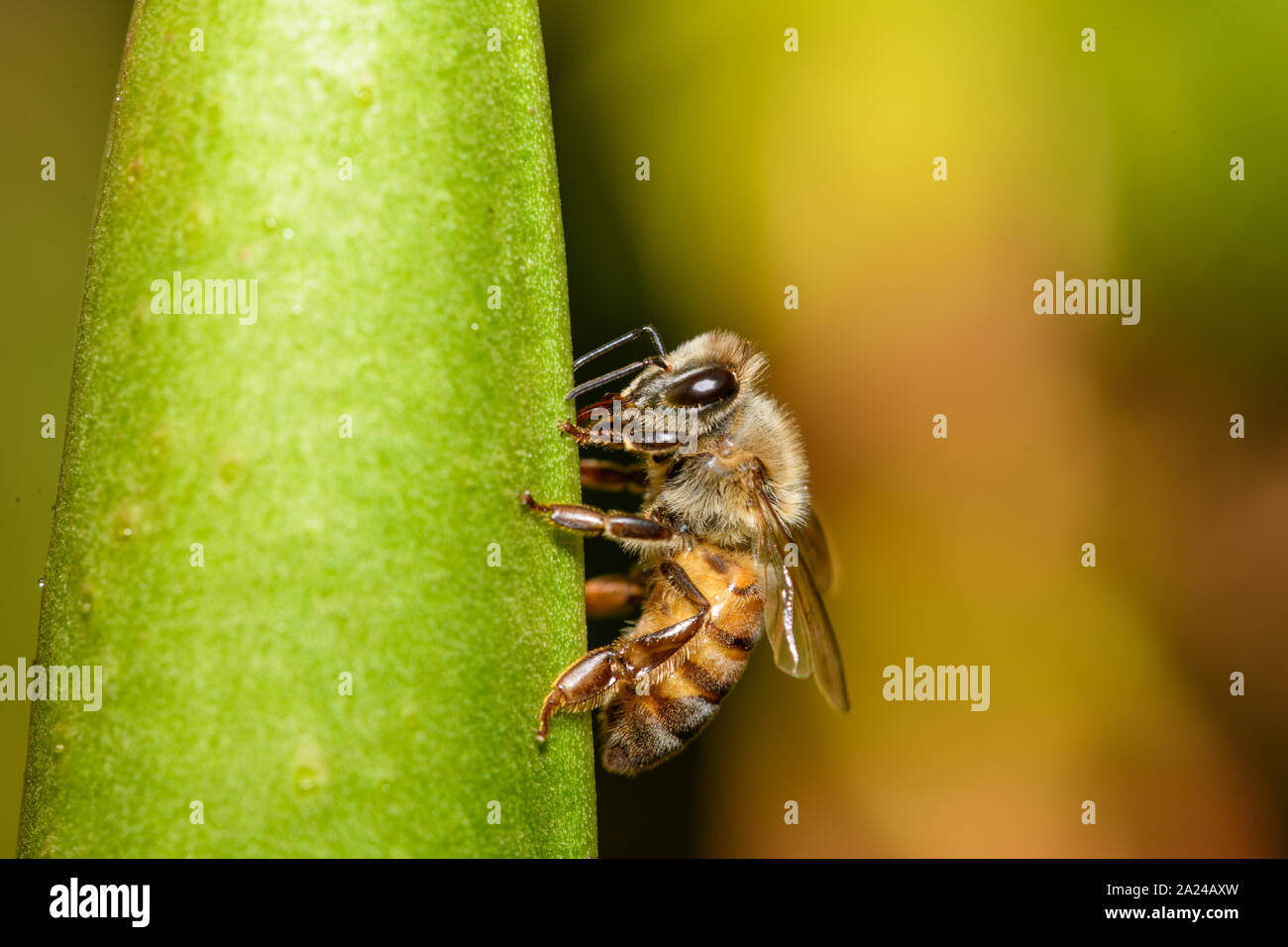 Detailed bee hi-res stock photography and images - Alamy