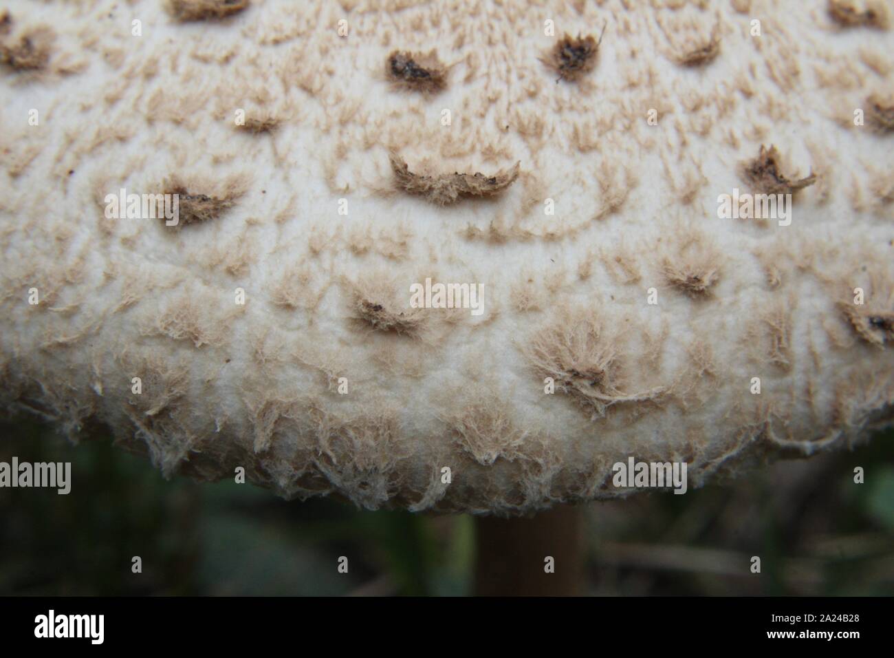 Looking Closely At A Mushroom Cap Stock Photo - Alamy